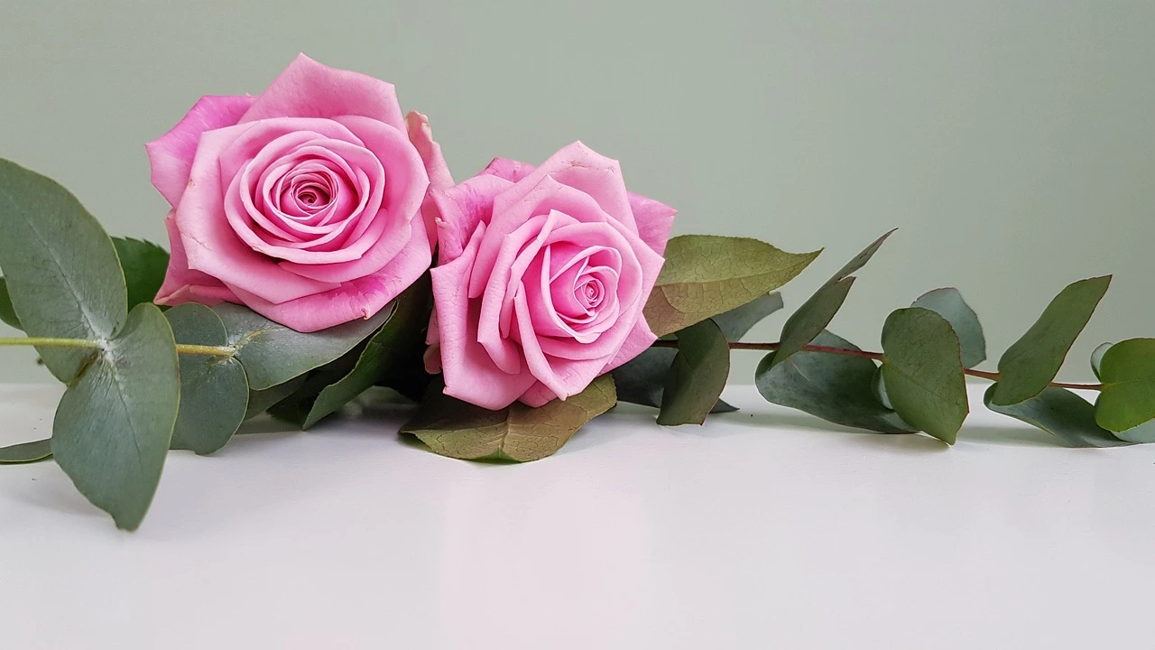 Rozen snoeien: tips en technieken voor gezonde rozen - Planten online ...